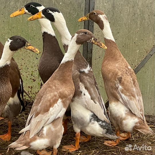 Утята индийский бегунок