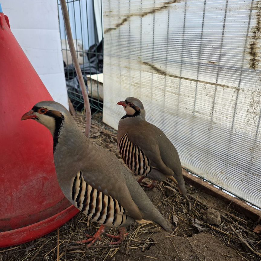 Кеклики азиатские