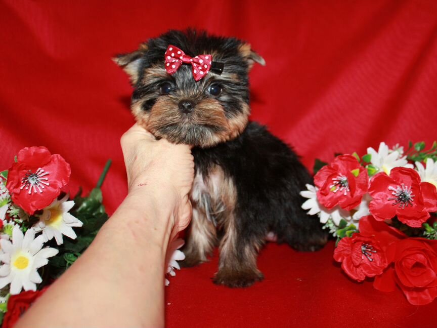 Кукляшечка малышечка девочка йорочка 2,5 мес