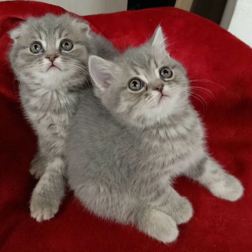 Шотландские котята