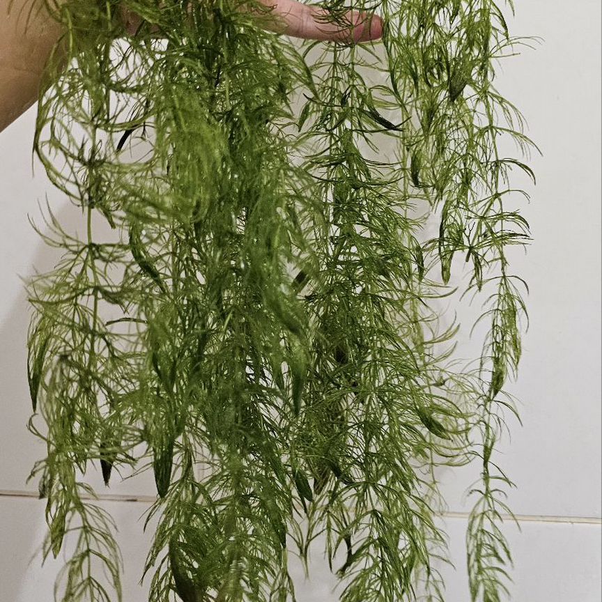 Отдам роголистник