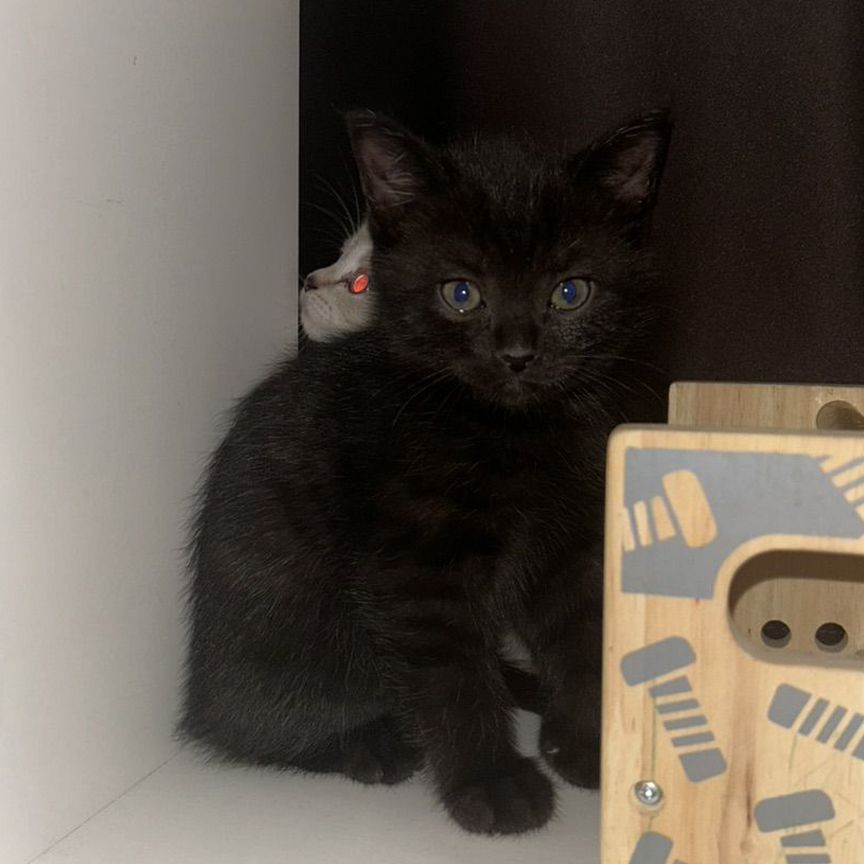 Тайский котёнок