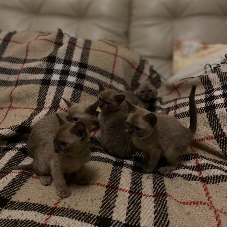 Котята европейской бурмы