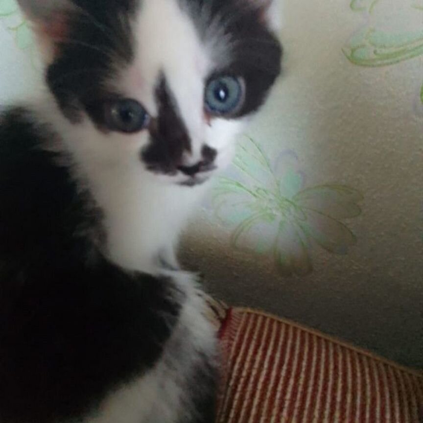 Отдам умных котят в добрые руки