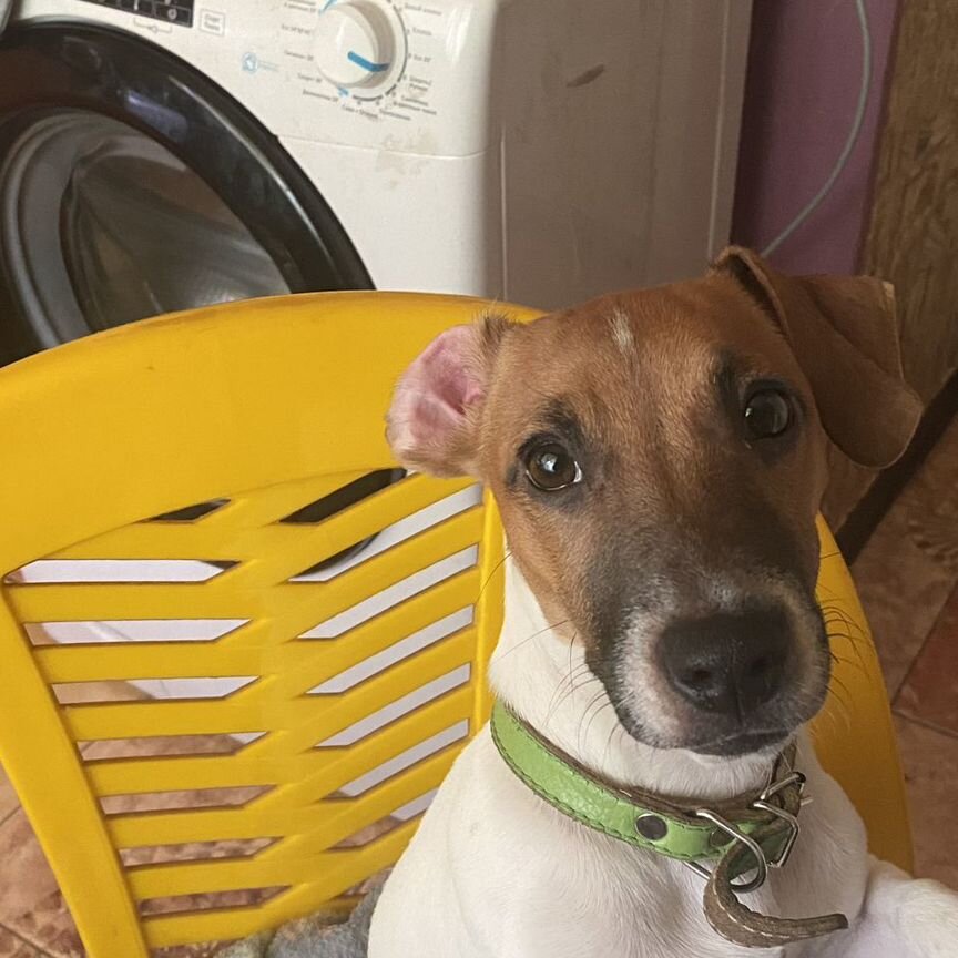 Джек-рассел-терьер, взрослая собака