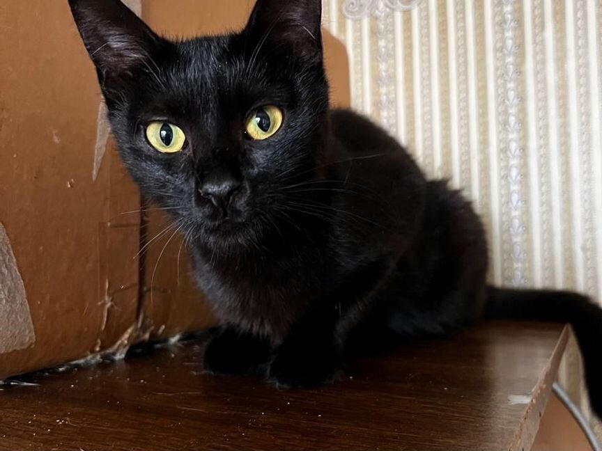 Кошка "пантера"