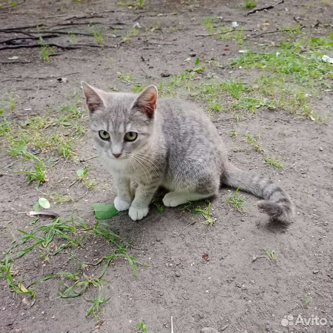 Котенок-чудо глаза пуговицы в добрые руки
