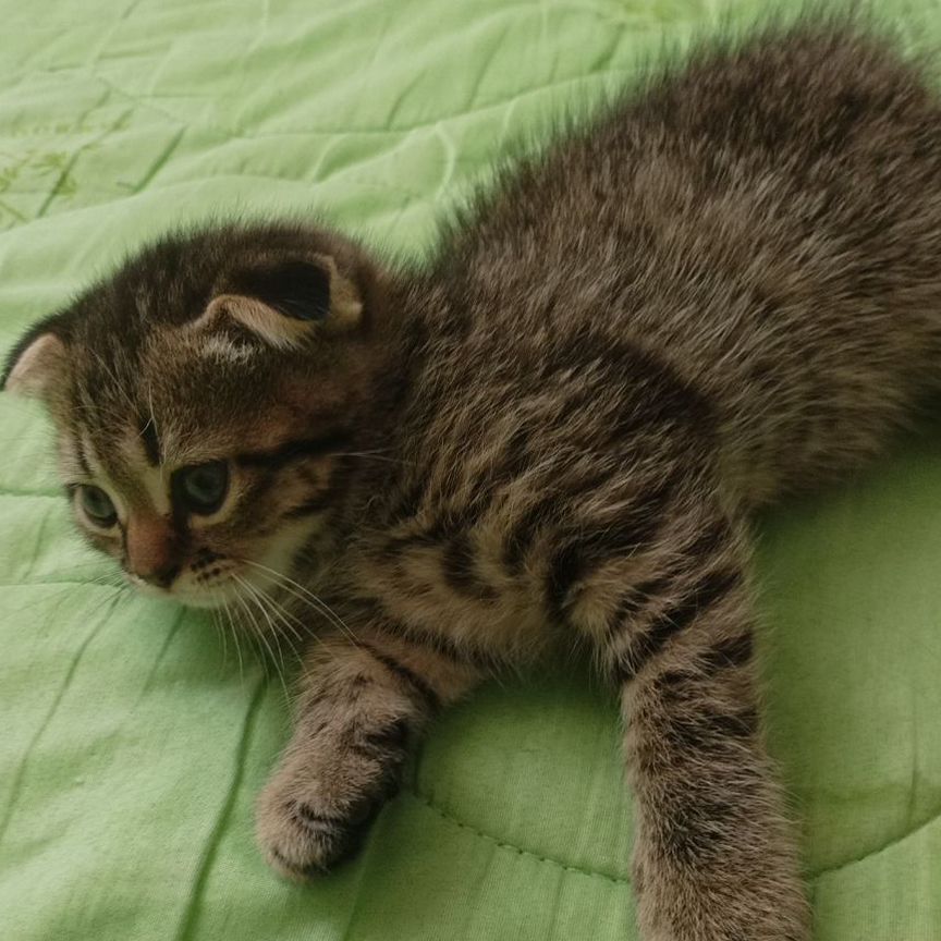 Шатланские котята