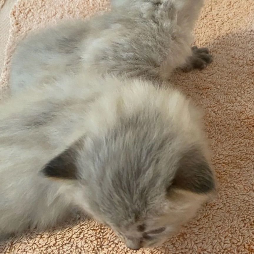 Котята в добрые руки бесплатно девочка