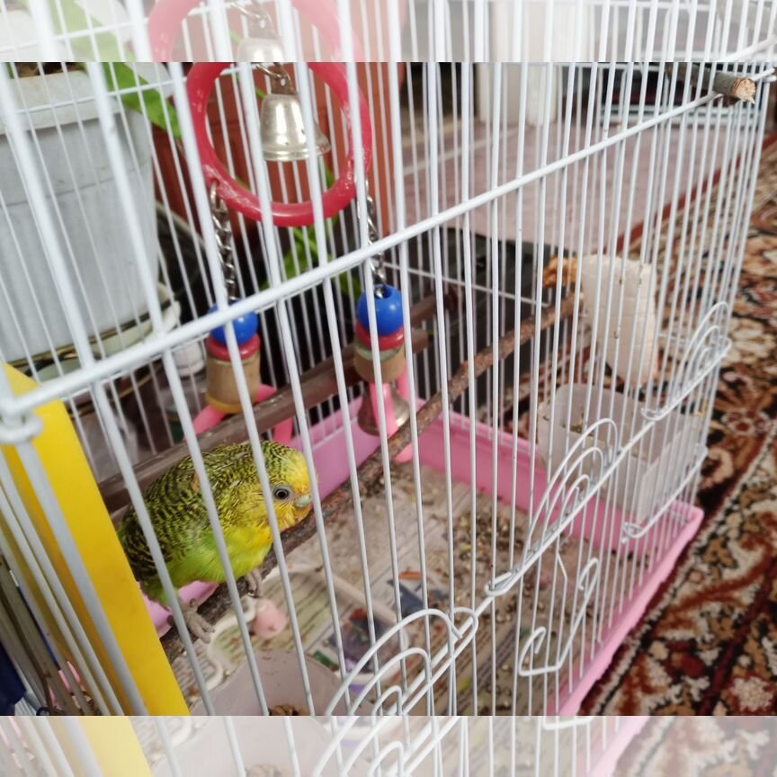 Продам волнистика (мальчик) с клеткой