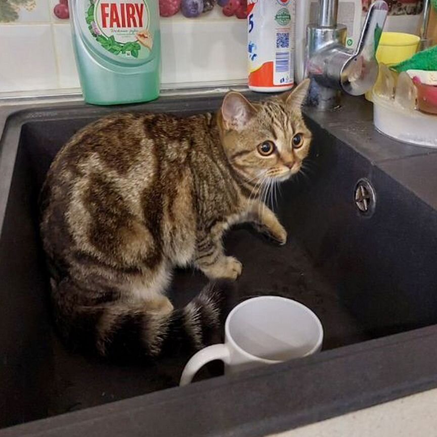 Шотландская прямоухая короткошёрстная, взрослая кошка