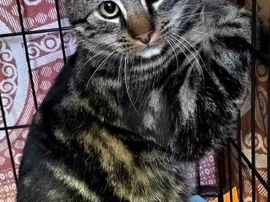 Отдам кота в добрые руки