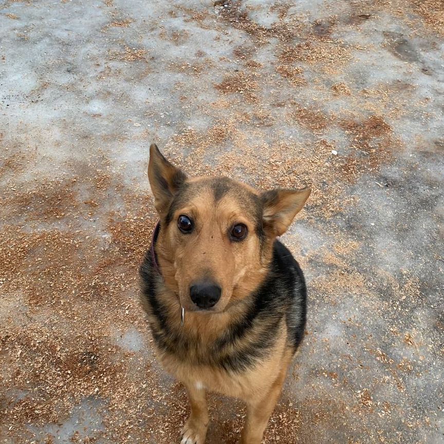 Пёс ищет семью