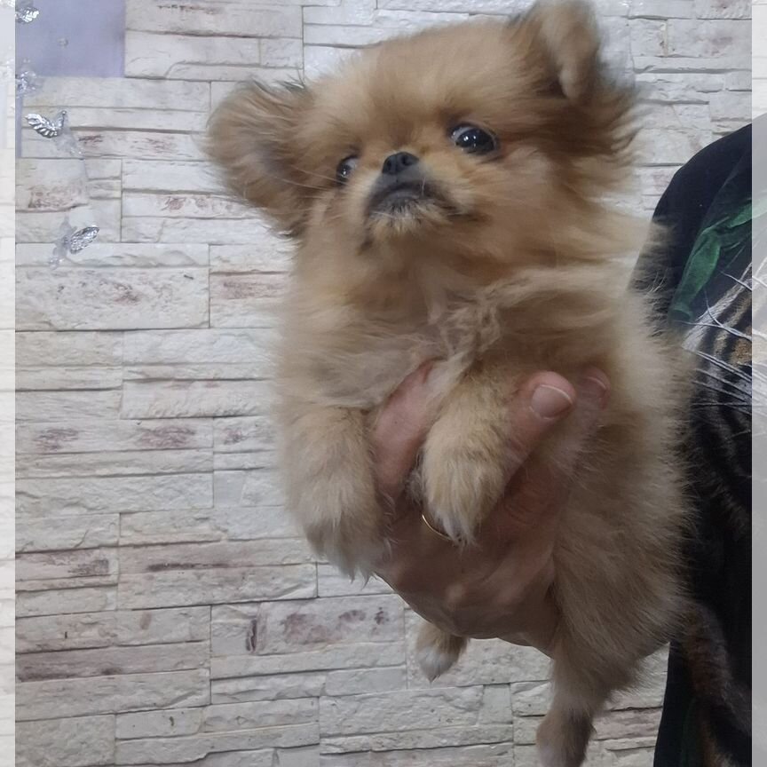 Японский хин, щенок
