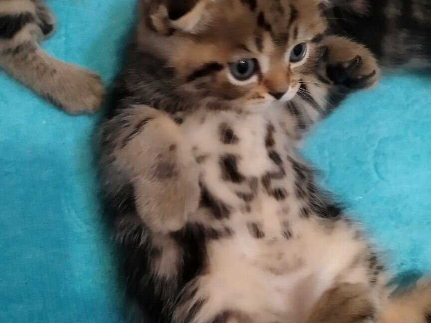 Шотландские вислоухие котята