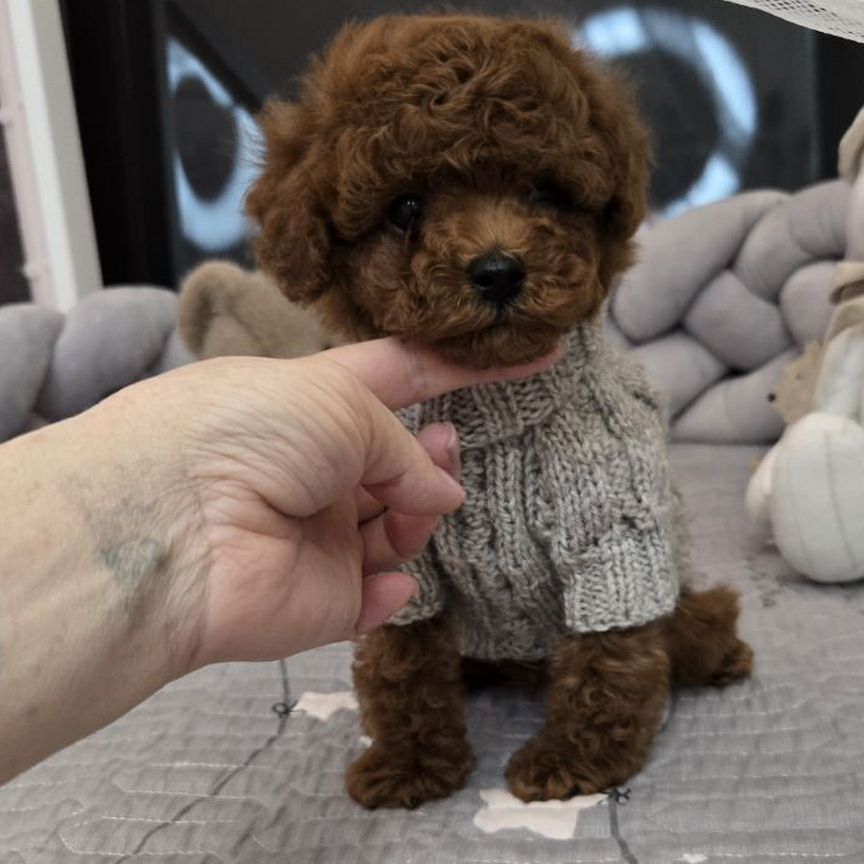 Той-пудель, щенок