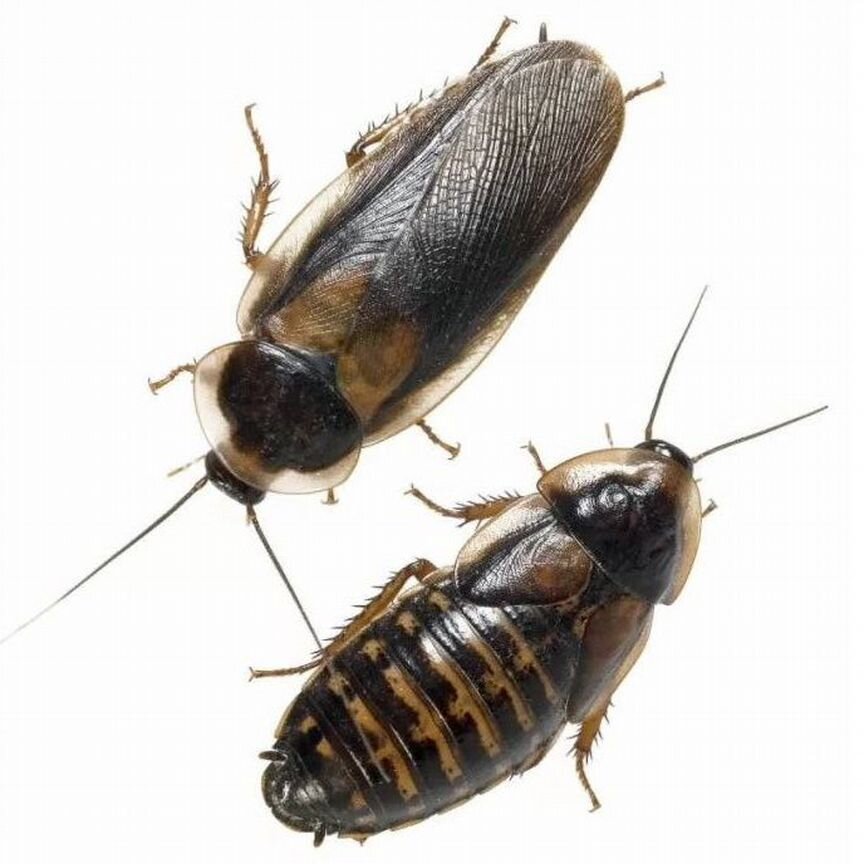 Аргентинские тараканы