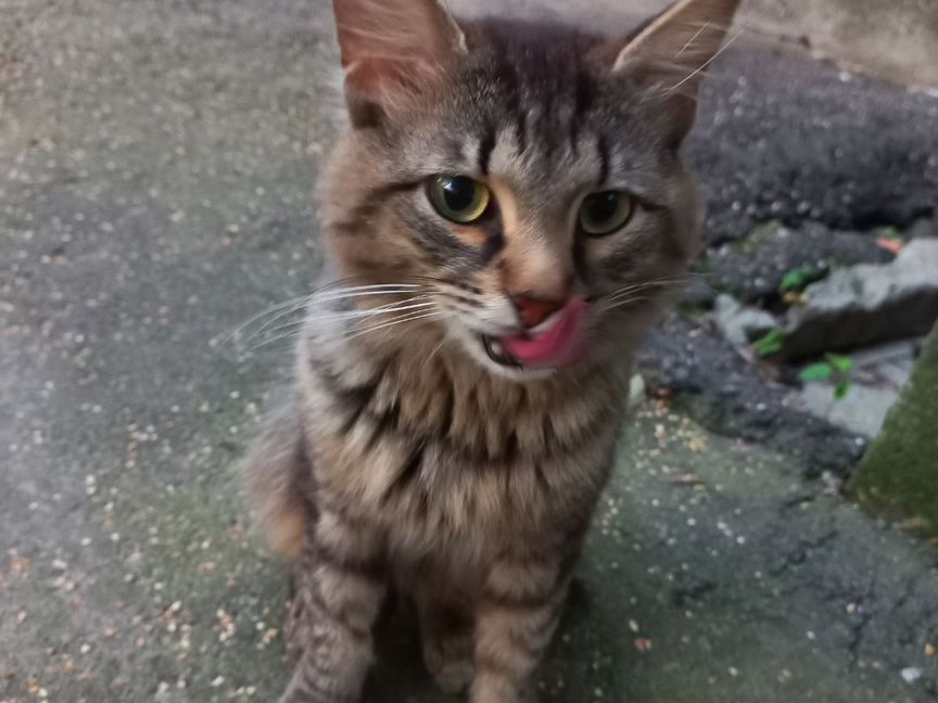 Котик в добрые руки