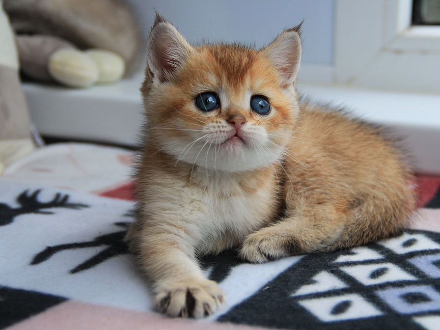 Золотистая шиншилла котик