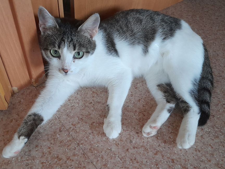 Маленький и преданный котенок 5 мес