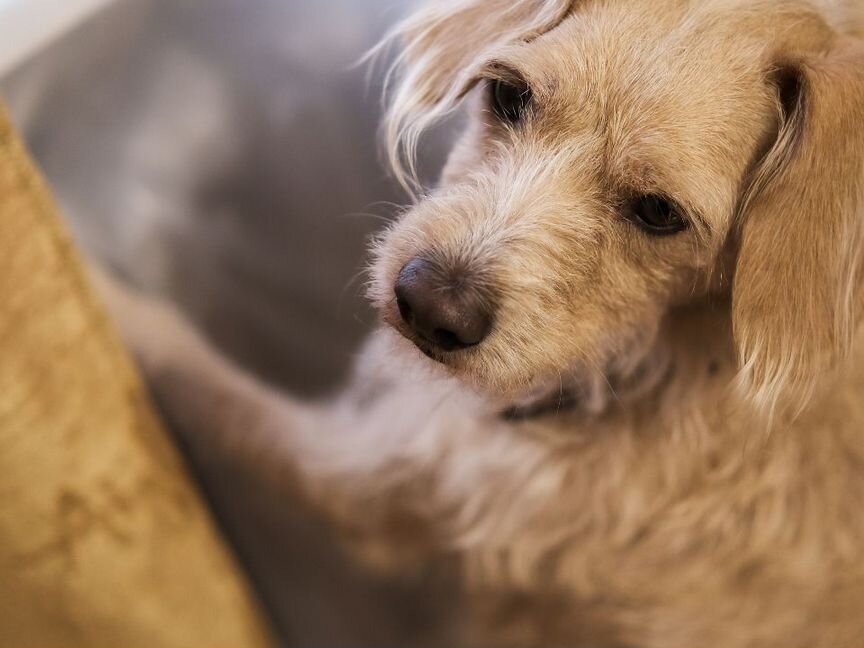 Собака в добрые руки отдам бесплатно