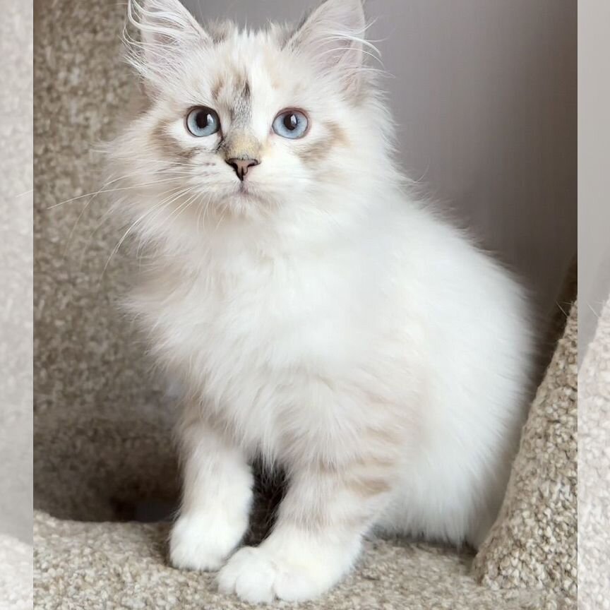 Невская маскарадная