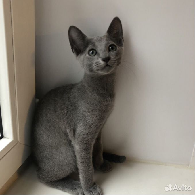 Котята породы Русская голубая из питомника