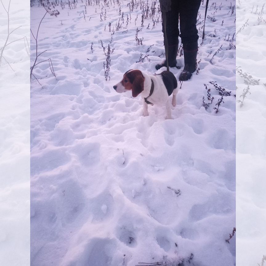 Щенок эстонской гончей