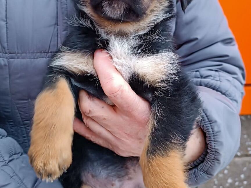 Щенок кобель 2 месяца на охрану