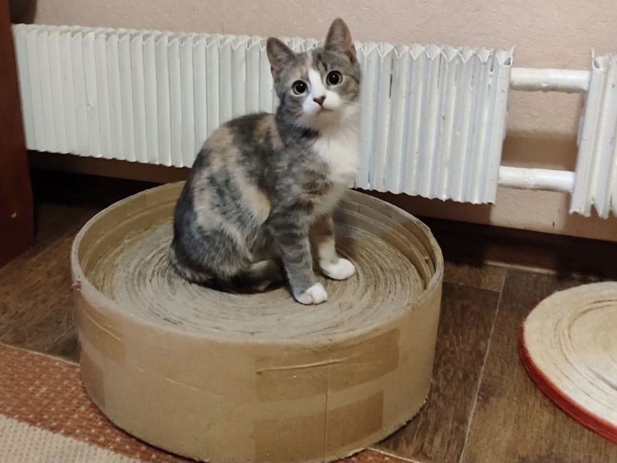Трехцветная малышка в поисках дома