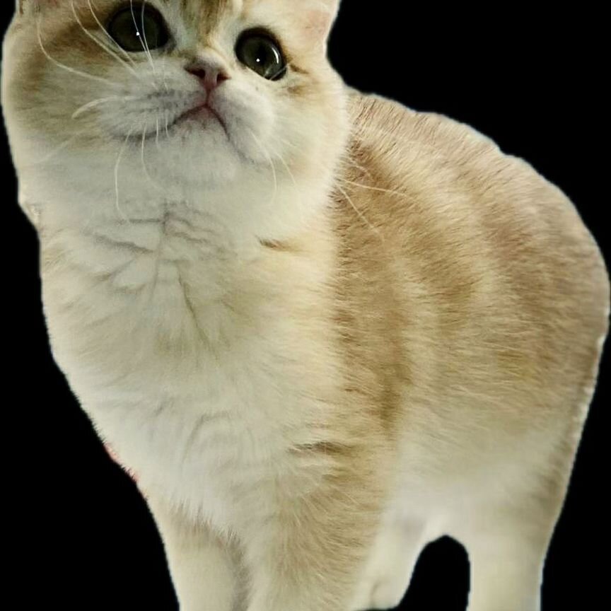 Британская золотая шиншилла девочка ny12