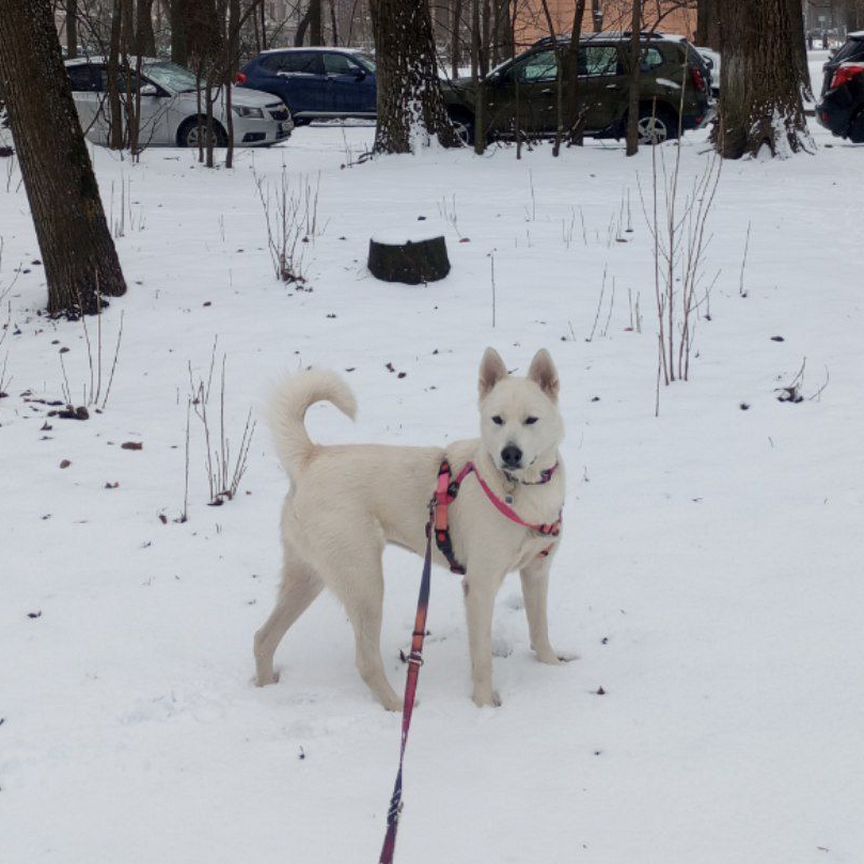 Собака бесплатно в добрые руки
