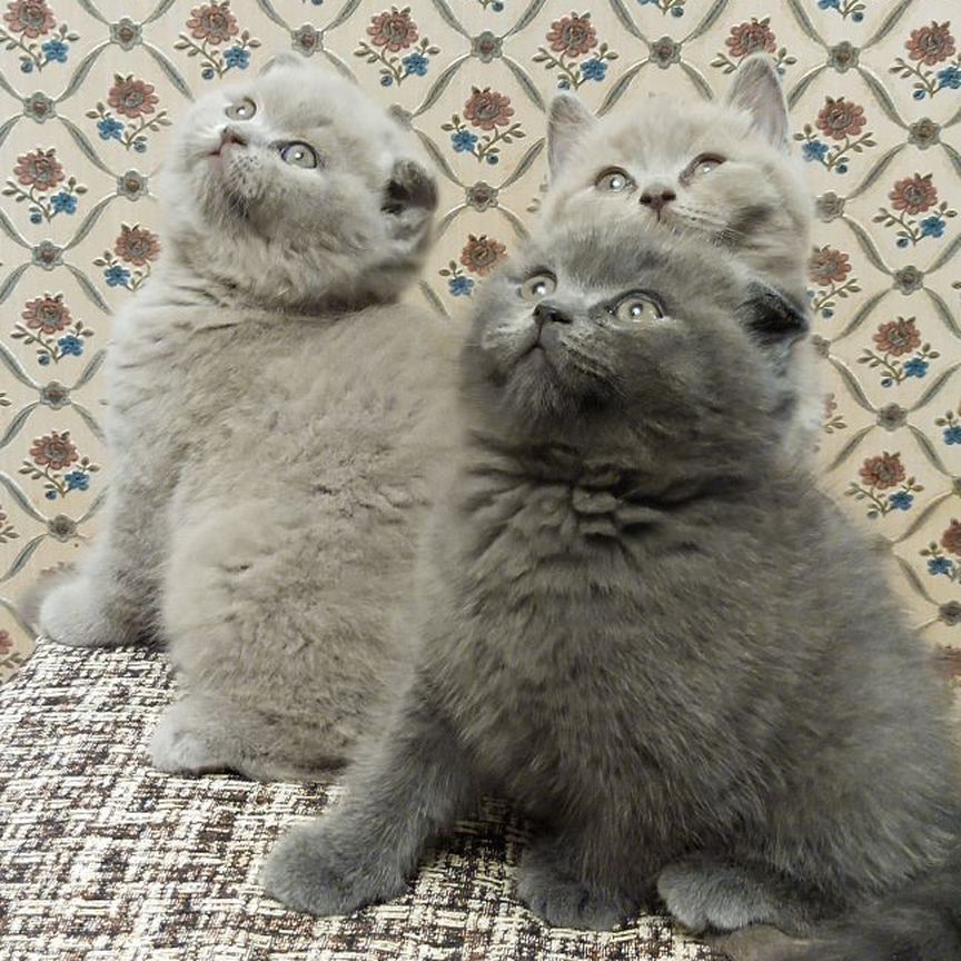 Шотландские котята