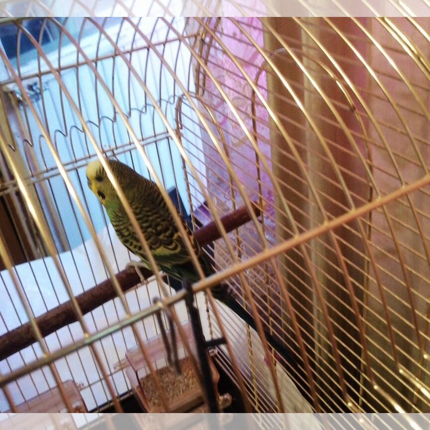 Волнистый попугай