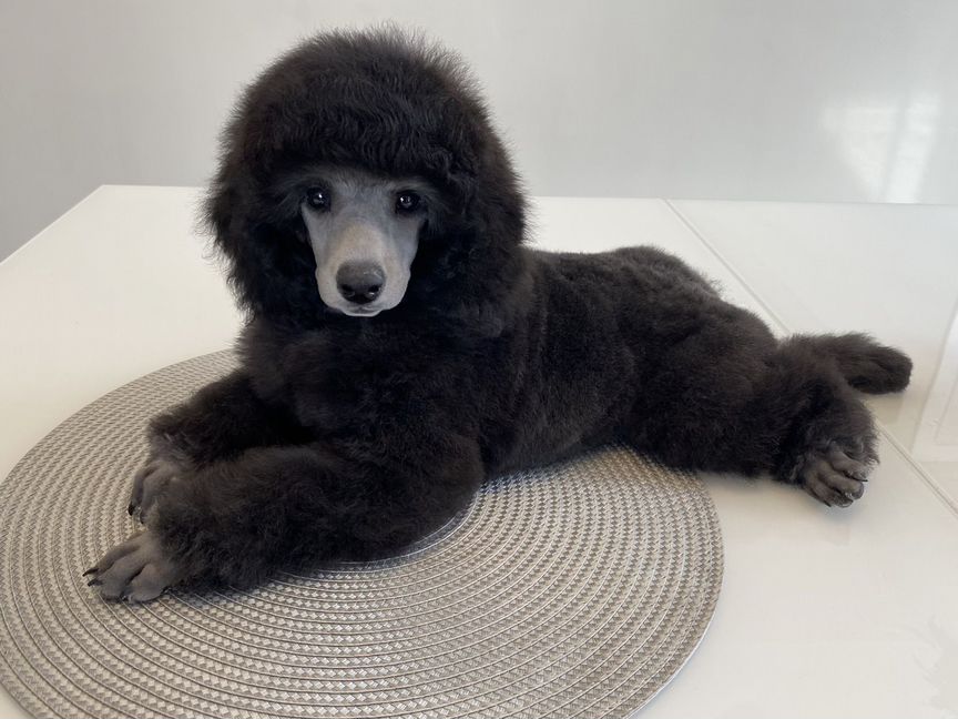 Миниатюрный пудель щенки