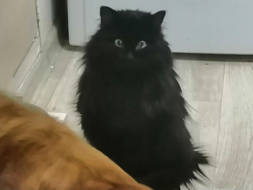 Кот