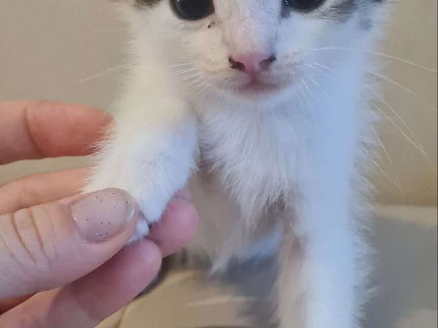 Котята в добрые руки мальчики