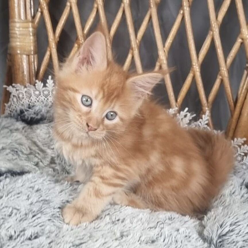 Мейн-кун котёнок