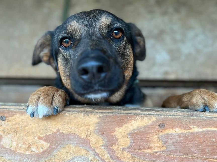 Нежная красавица Корица. Приют Некрасовка