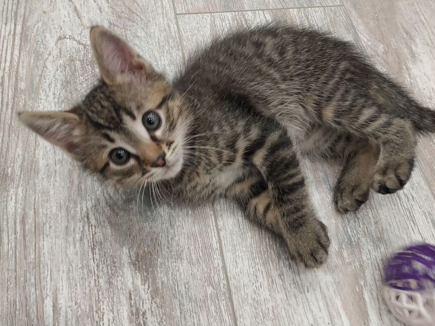 Котенок в дар