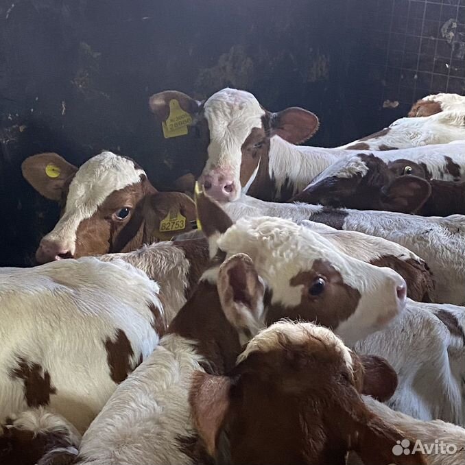 Бычки симменталы