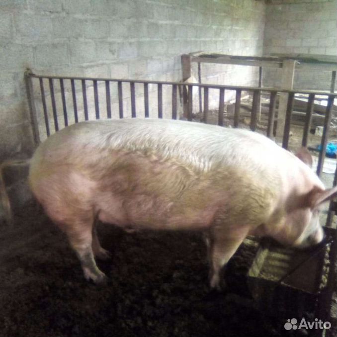 Кабан 1.1месяц