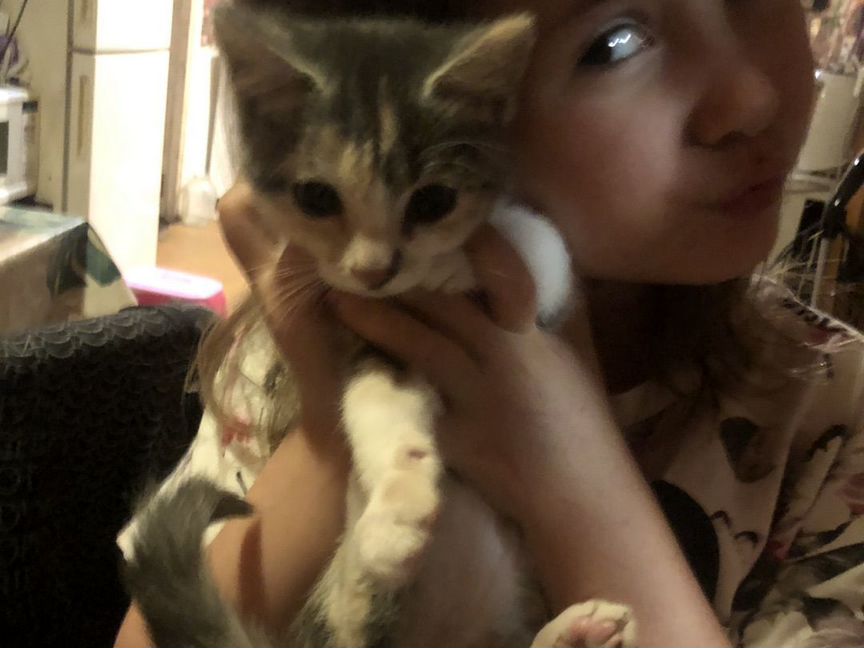 Котенок девочка Удача