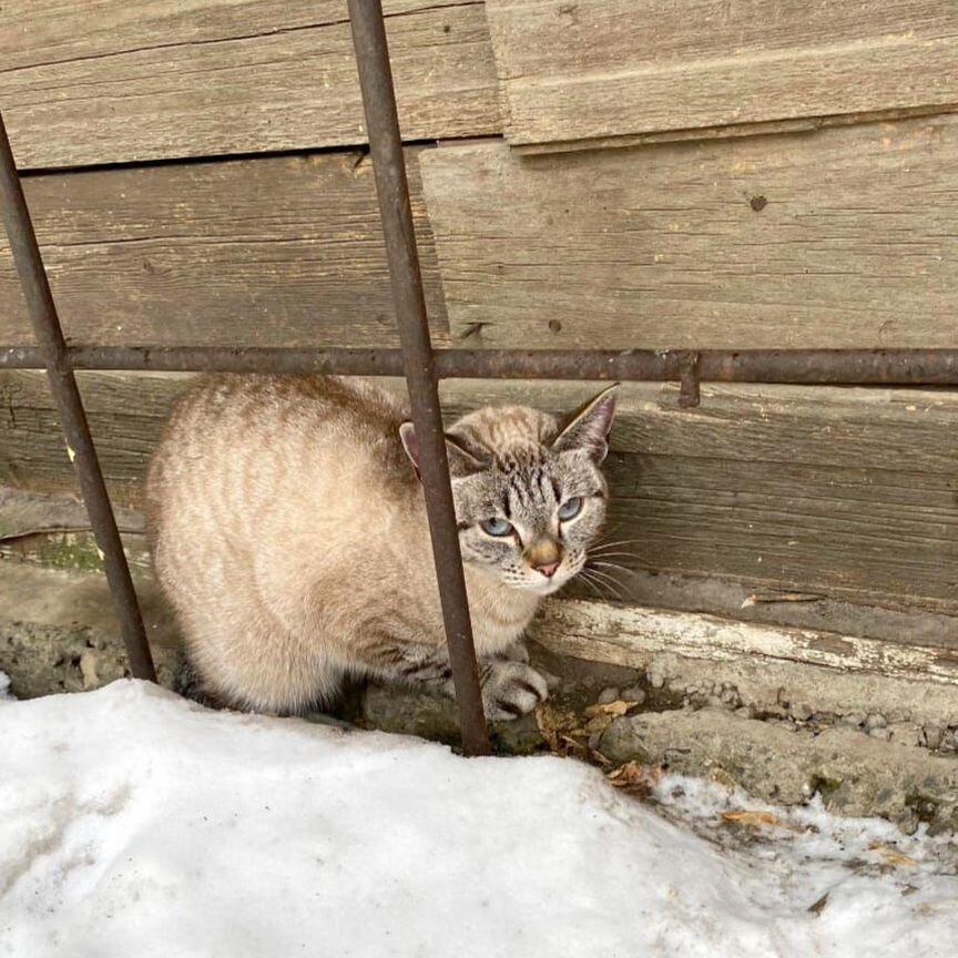 Кошечка на морозе одна, приютите пожалуйста