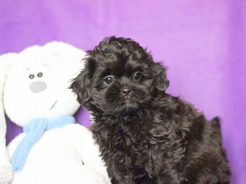 Мальтипушки игрушки