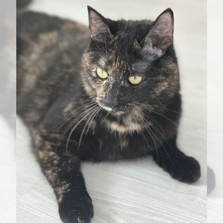 Взрослая, кошка в добрые руки