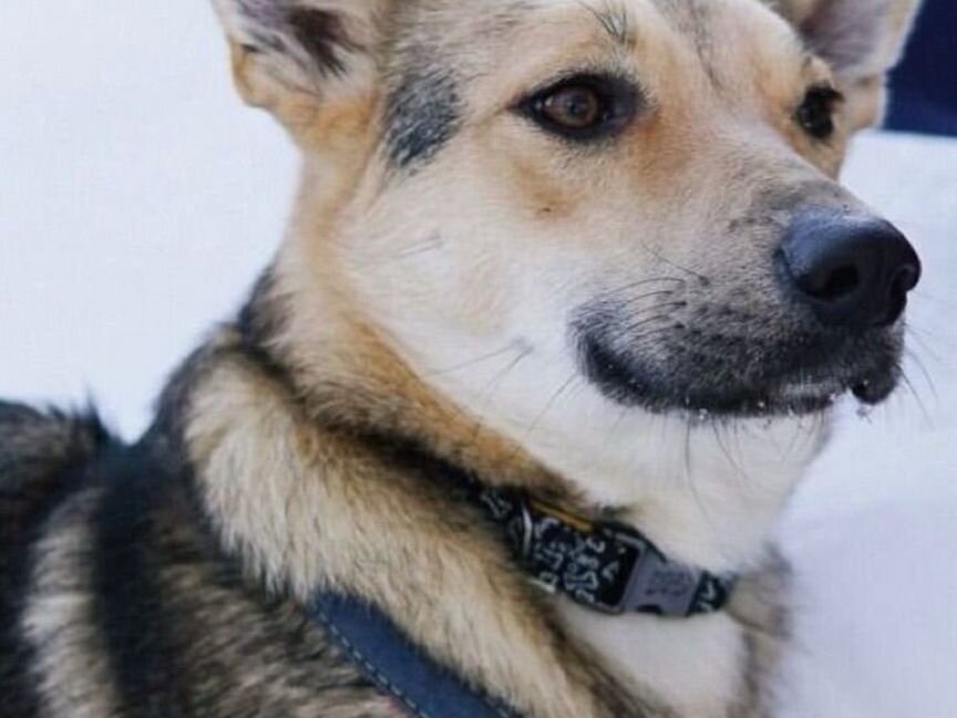 Собака из приюта ищет дом