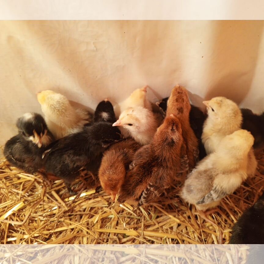 Куры молодки несушки доминант