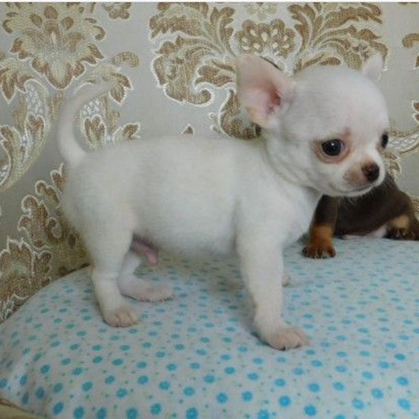 Классные малышата чихуахуа
