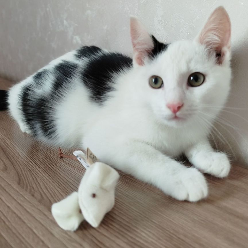 Котёнок в добрые руки